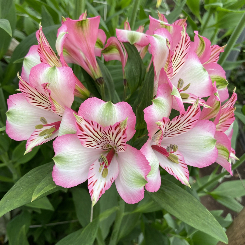 Discover our new assortment of Alstroemeria | Geoflora
