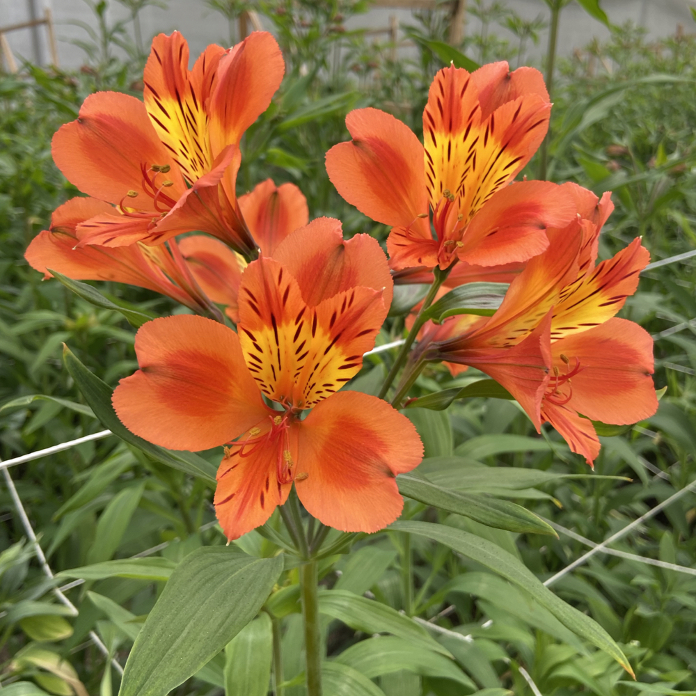 Discover our new assortment of Alstroemeria | Geoflora