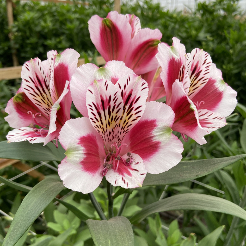 Discover our new assortment of Alstroemeria | Geoflora