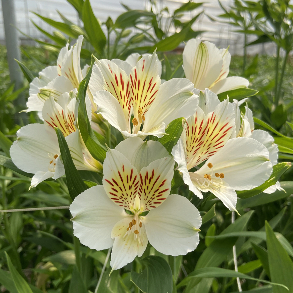 Discover our new assortment of Alstroemeria | Geoflora